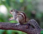 Tiny Indian Squirrel | TalesAlongTheWay